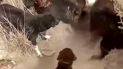 藏獒大战,差点被咬死