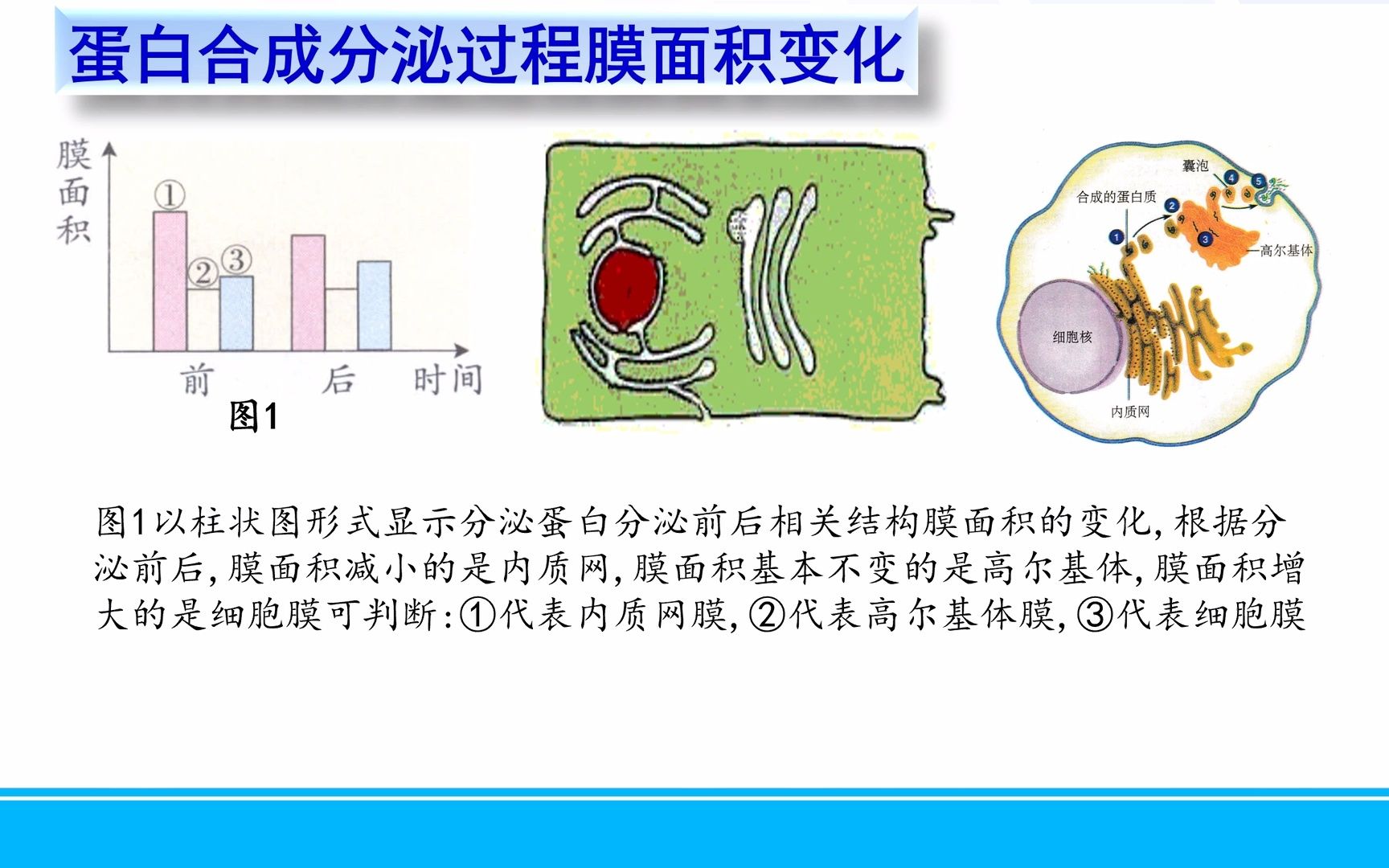 擅学高中生物一轮复习微课1.2.21蛋白质合成分泌过程膜面积变化