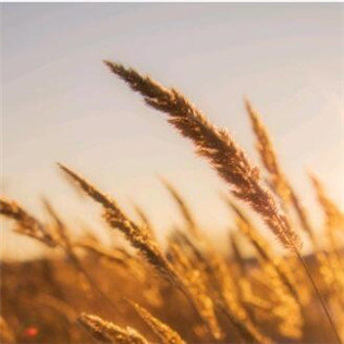 手机自由摄影笔记