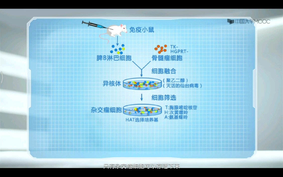 单克隆抗体技术原理 氨基蝶呤阻止DNA合成主通路,从而间接处死旁路...