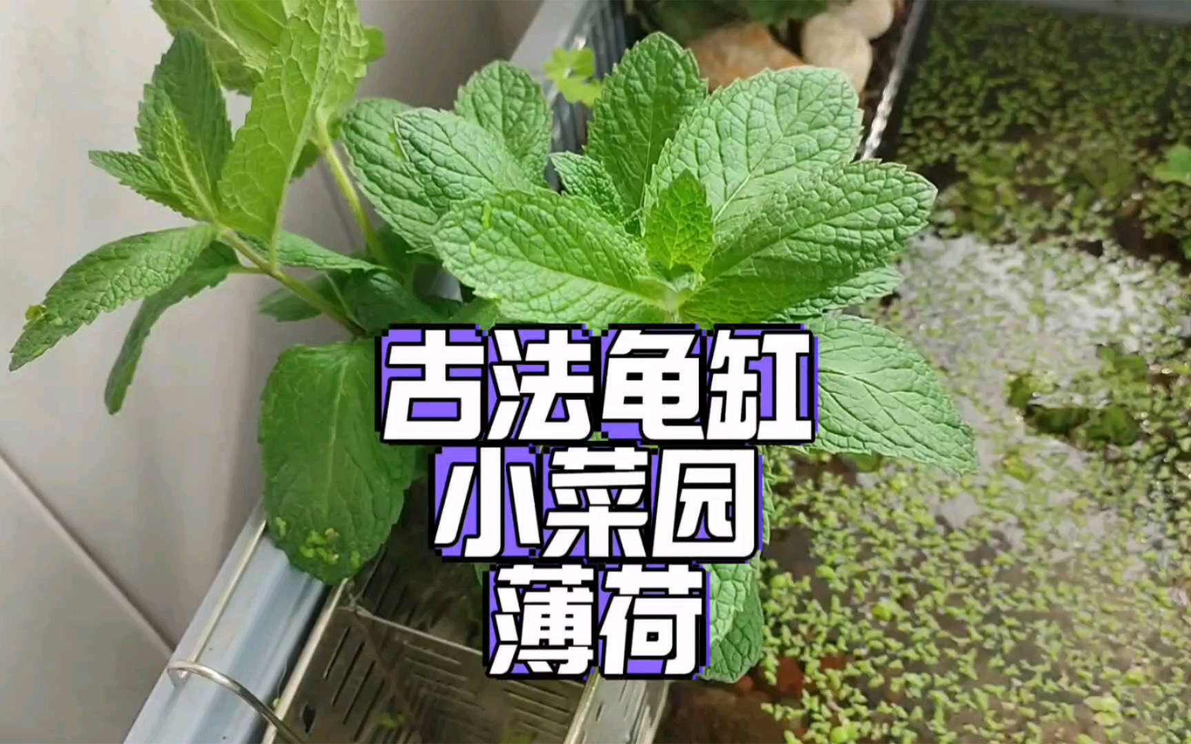 ...好看又好吃,古法龟缸小菜园薄荷种植方法和技巧。乌龟缸里可以养...