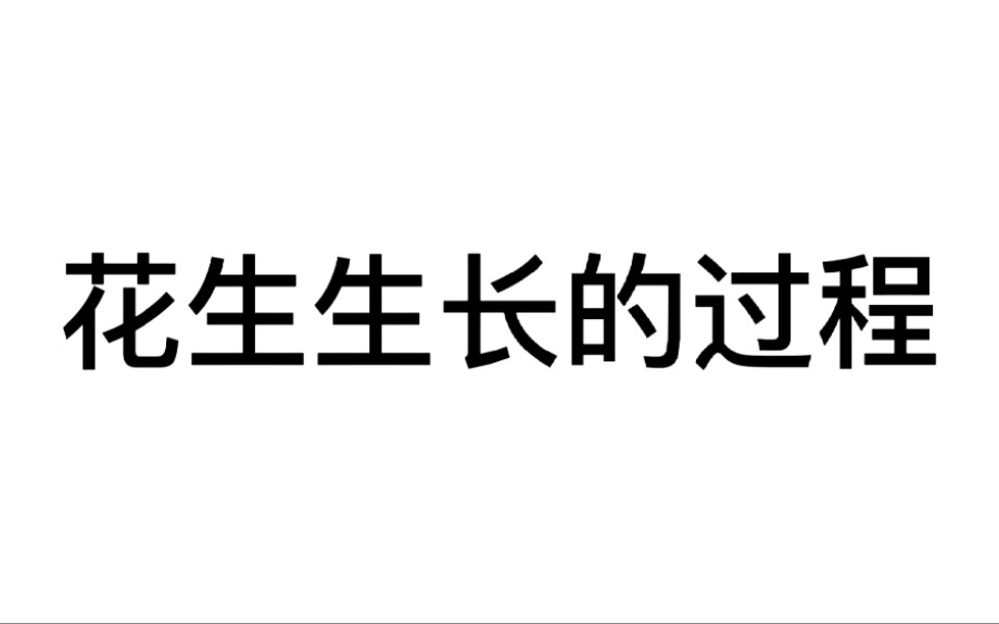 花生生长的全过程