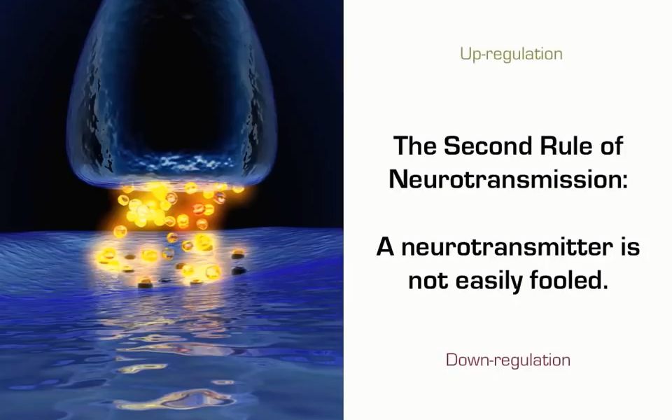 【公开课】快速记忆各类神经递质 (中英字幕)