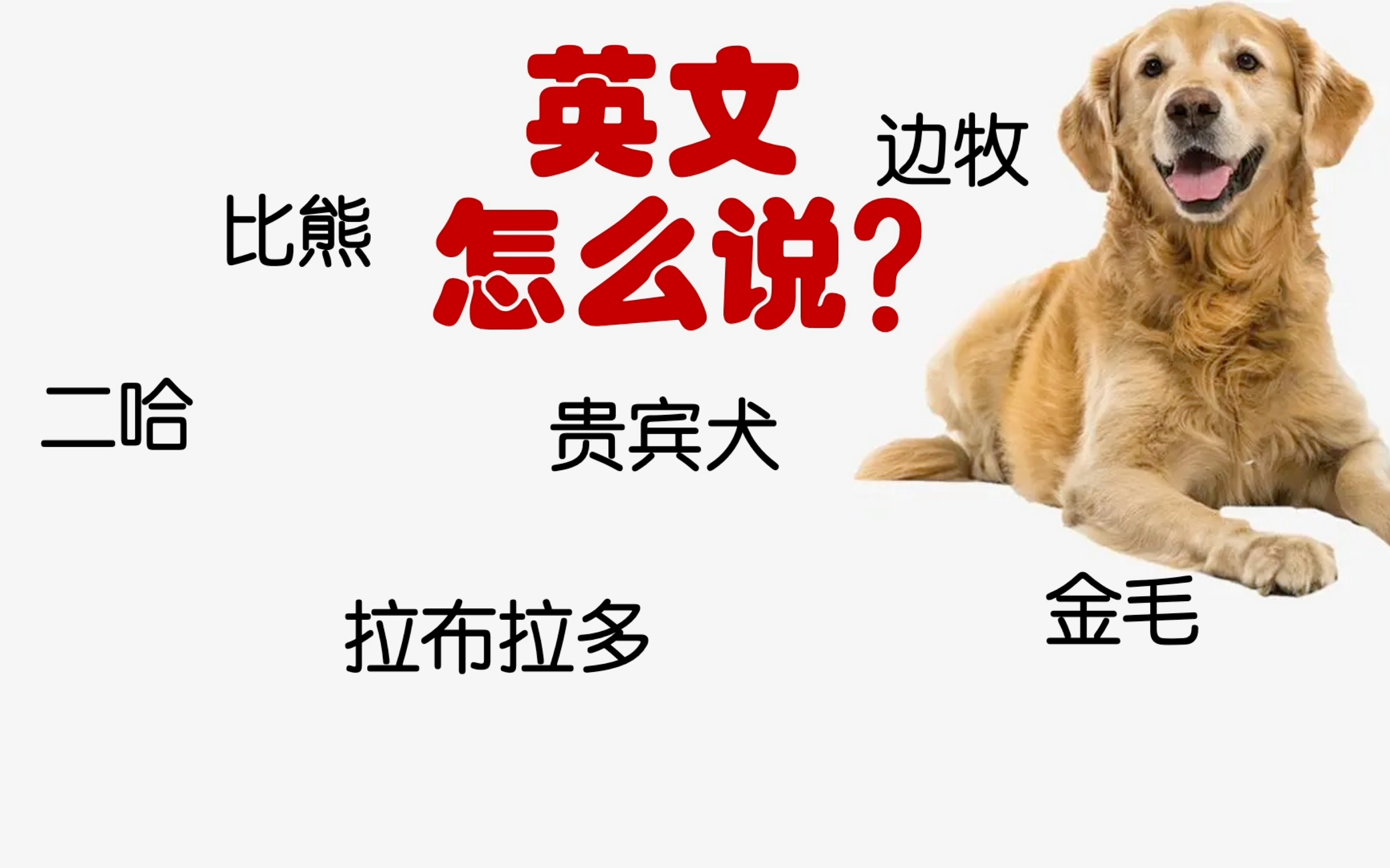 狗狗的分类和品种(中英文)宠物英文 狗狗类型英文