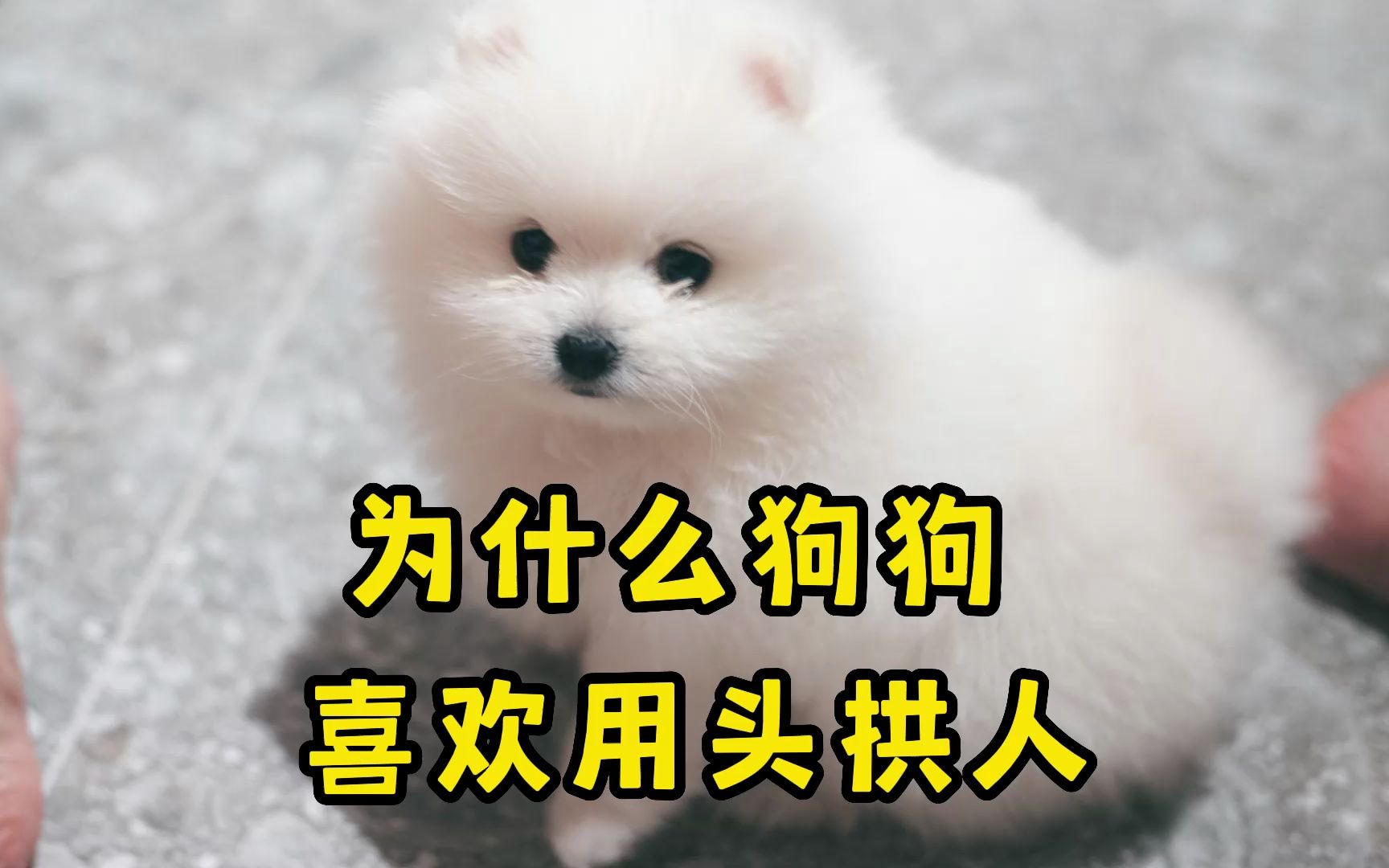 狗狗喜欢用头拱人的5大原因,你知道吗?