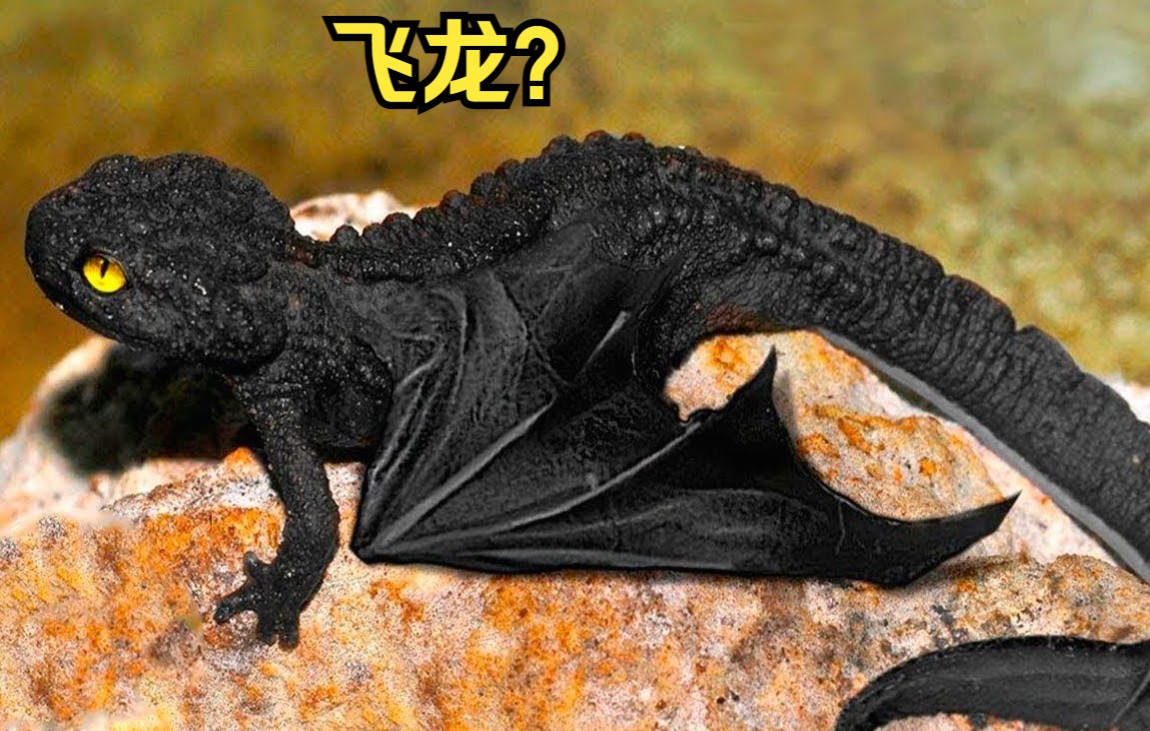 世界上 15 种最独特的爬行动物