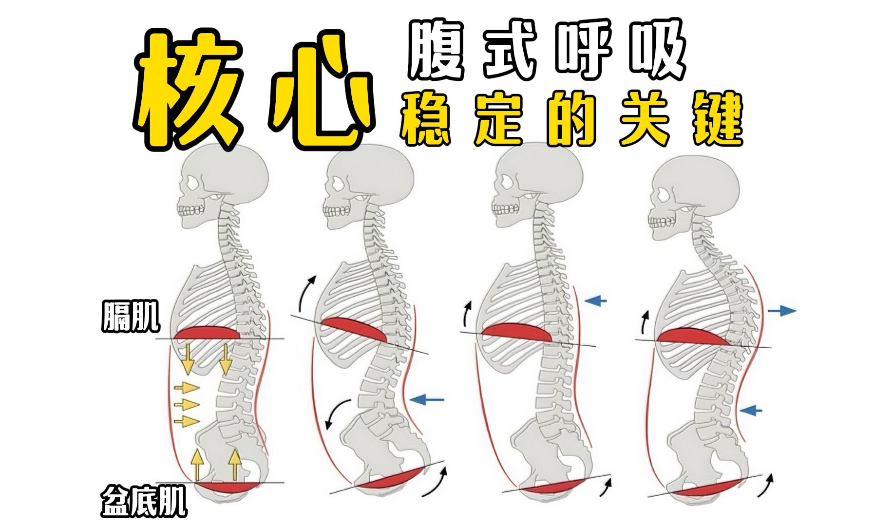 核心稳定的关键在于“呼吸”!腹式呼吸动画演示