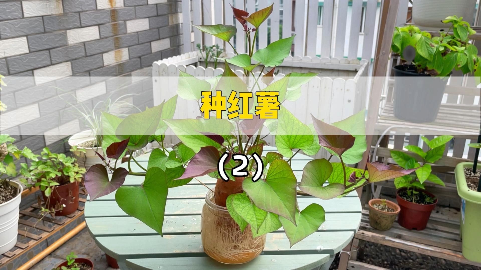 第一次尝试在家种红薯