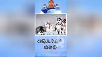 世界三大名犬排行榜