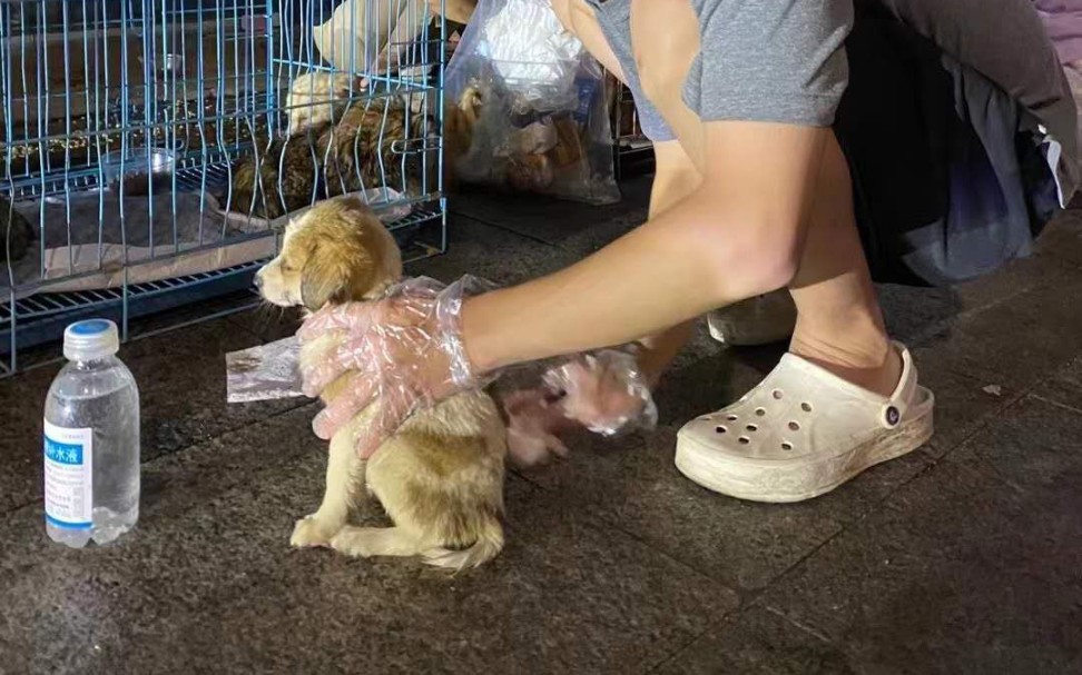 患着最可怕的传染病,被送上人类的餐桌…