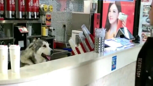 洛洛打工卖奶茶,遇到还价的顾客,瞧它是如何应对的,厉害了!