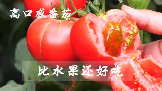 番茄比水果都好吃,原来种的方法不一样,长见识了