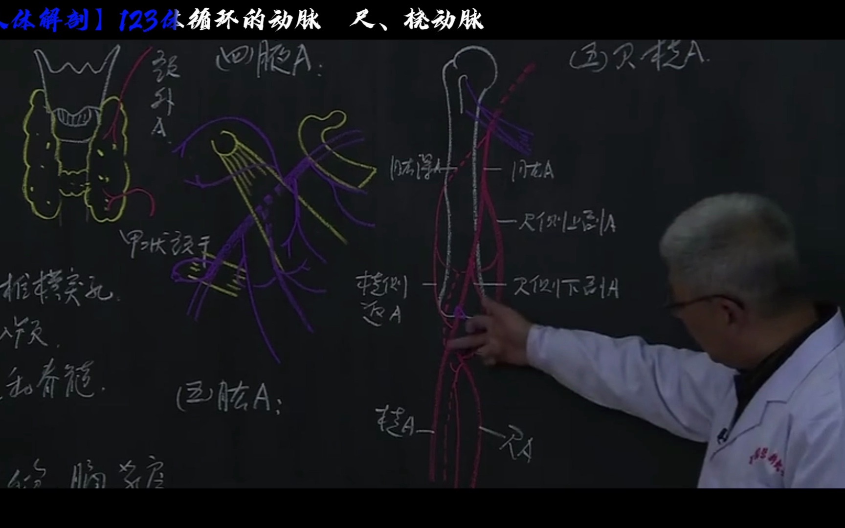 【人体解剖】123体循环的动脉 尺、桡动脉