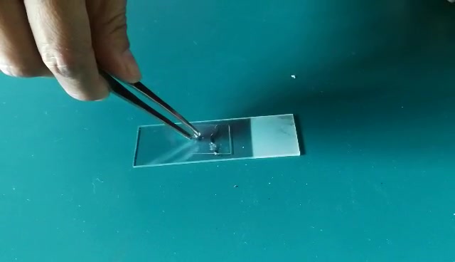 河南省中招考试生物实验——洋葱内表皮细胞临时装片的制作