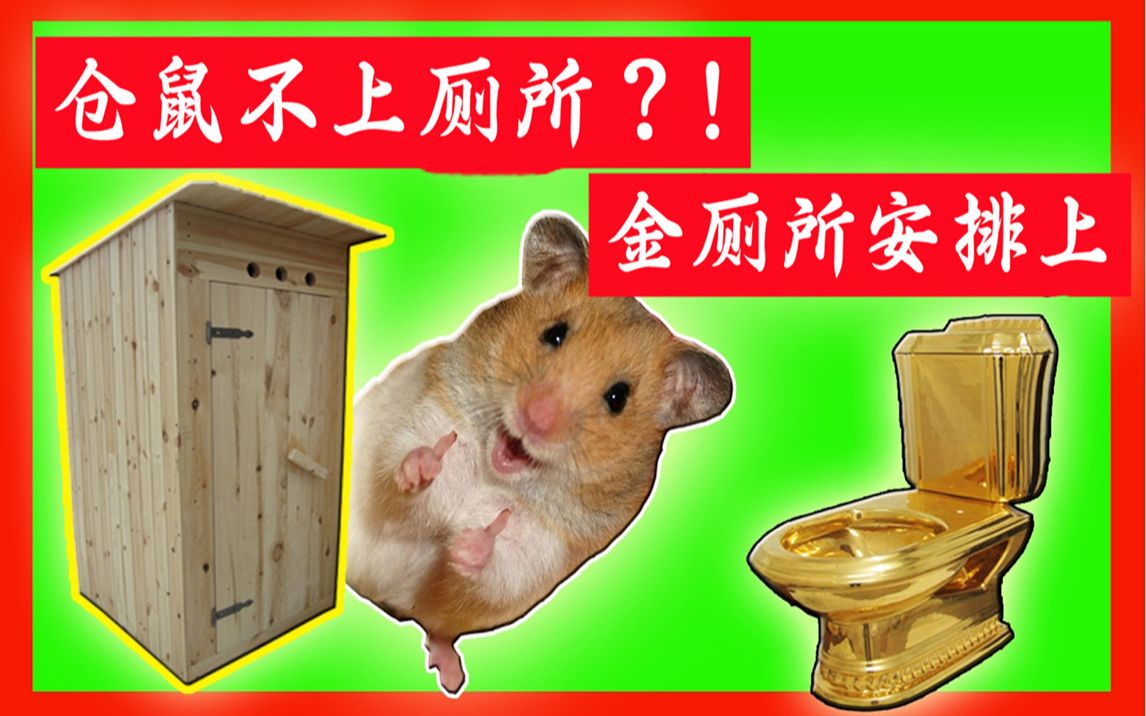 仓鼠不上厕所?!估计是你放置的马桶有问题