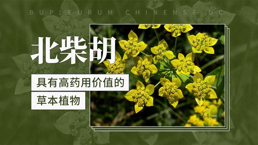 北柴胡——具有高药用价值的草本植物