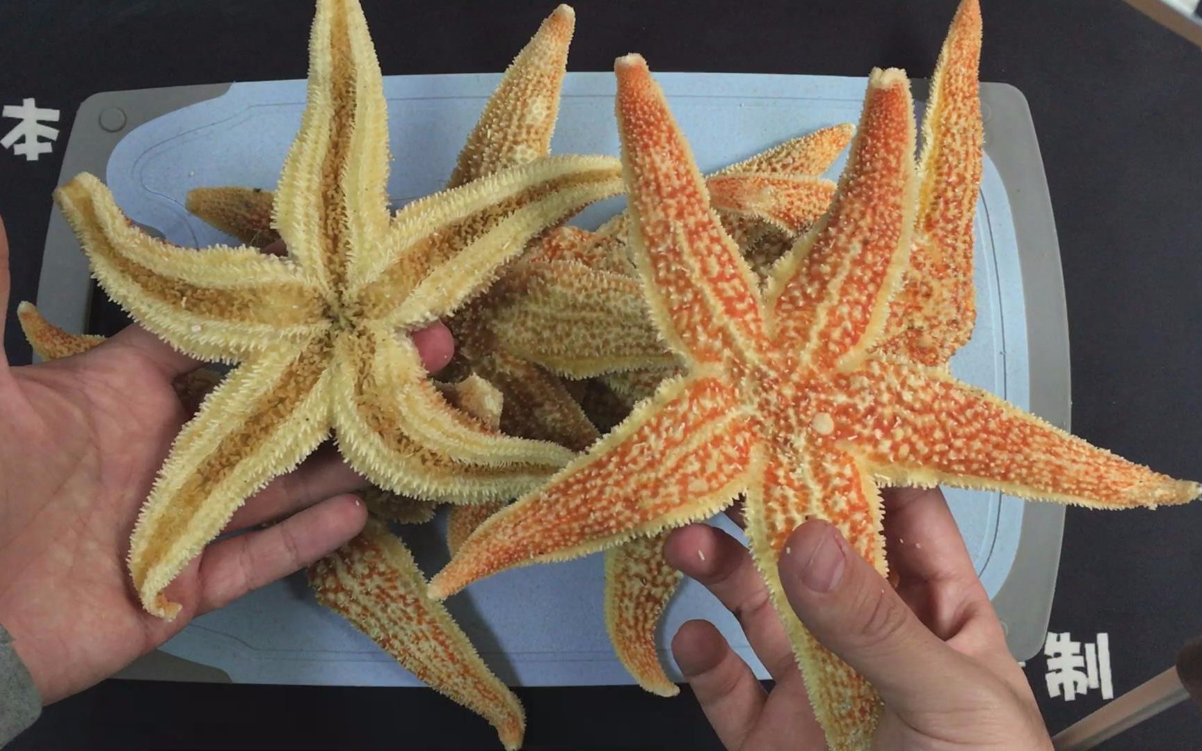 海星能吃的部分竟然是这种地方!这也太羞耻了吧,我都不好意思说出来
