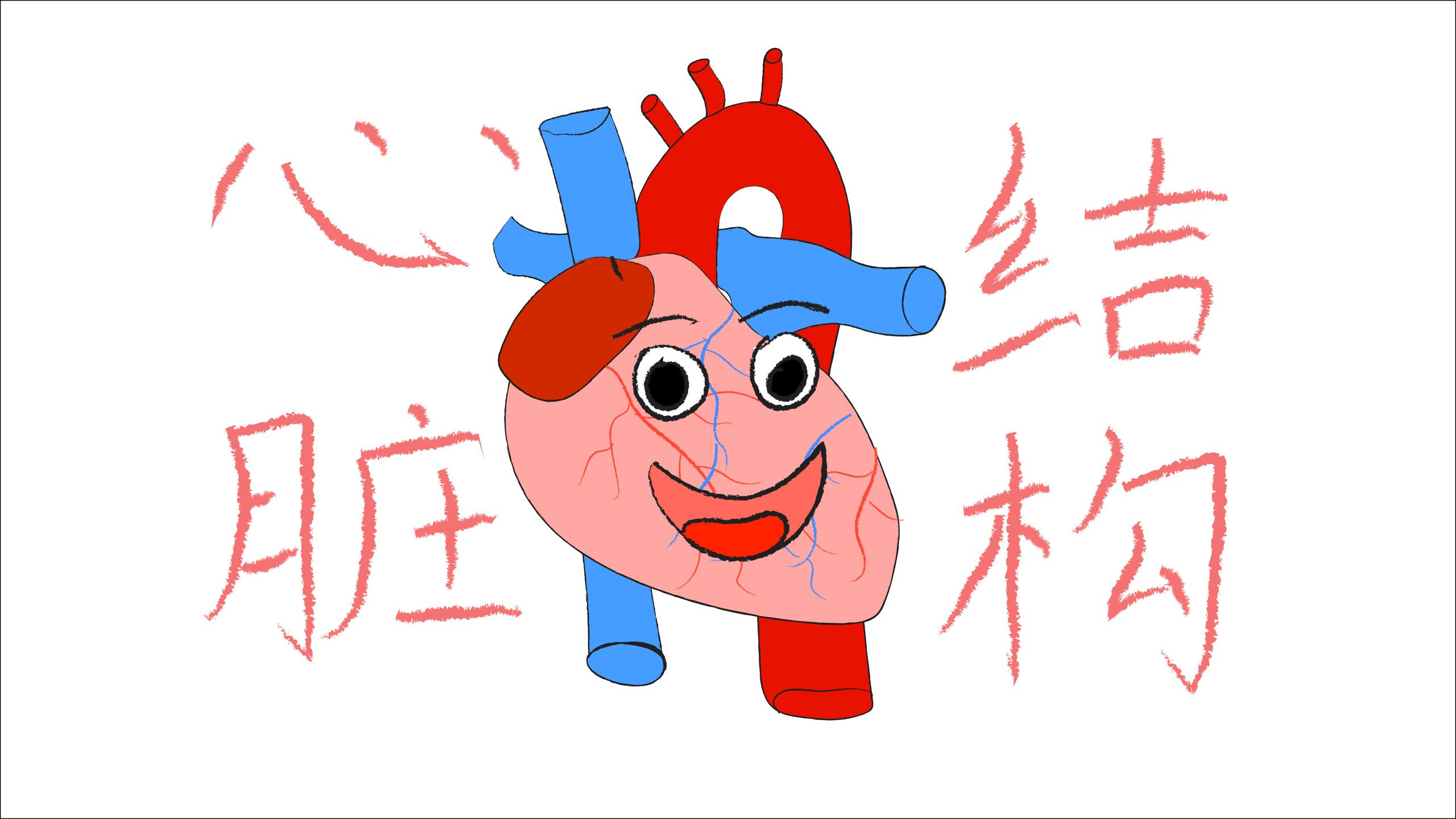 心房并不能代表你的内心——心脏结构讲解