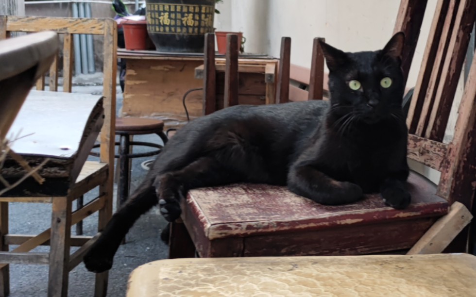 会接主人回家的小猫咪!还会摁门铃?我的猫在等我回家vlog