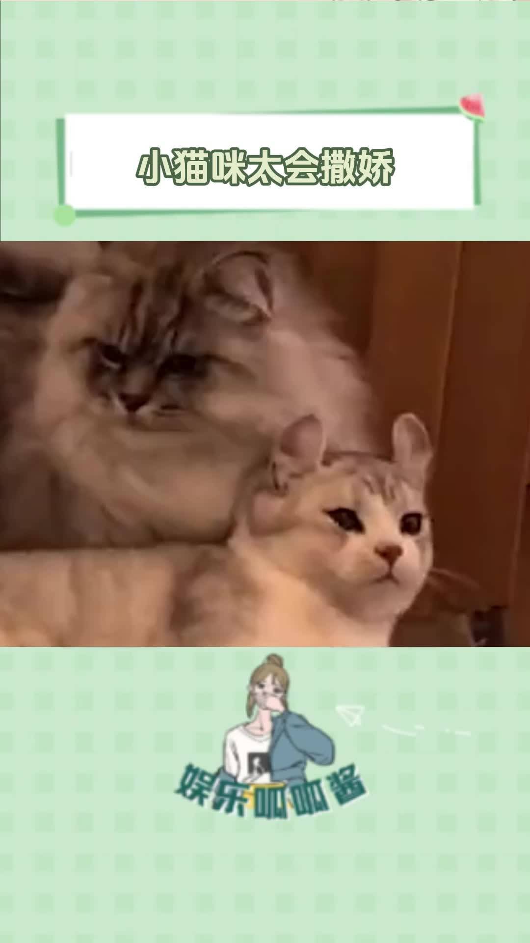 小猫咪太会撒娇怎么办?