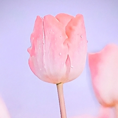 春风中划过一道星光 