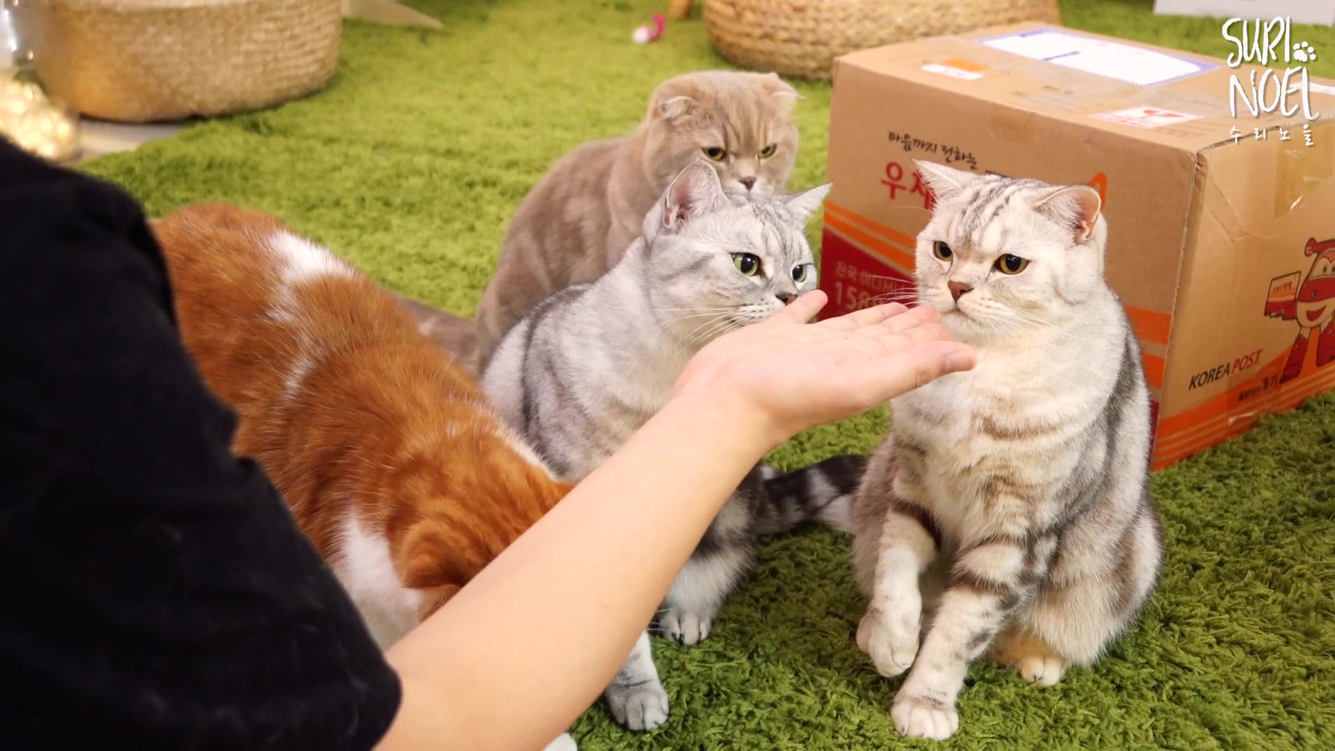 吃零食的猫咪们 (受于本站的某些“规则” ,搬运理应由更合适的人继续...