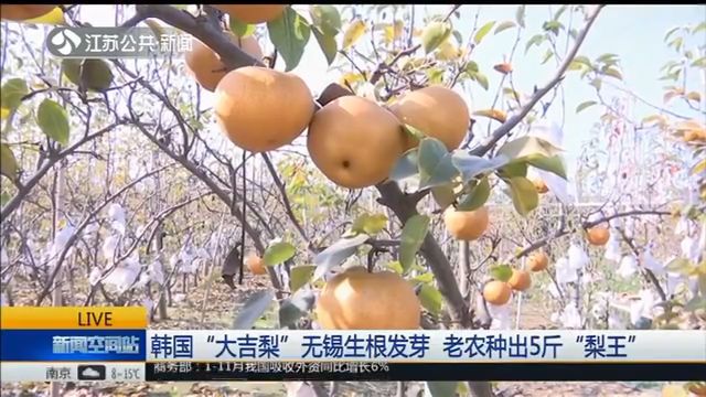 国外梨“扎根”无锡,冬天依然可以生长,重量可达5斤!