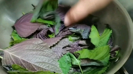 院里紫苏摘一些,炒制成香气独特的紫苏茶。据说紫苏是在奈良(公元...