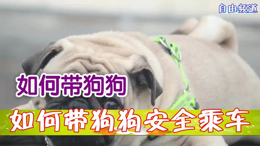 忠犬与你:如何带狗狗安全乘车
