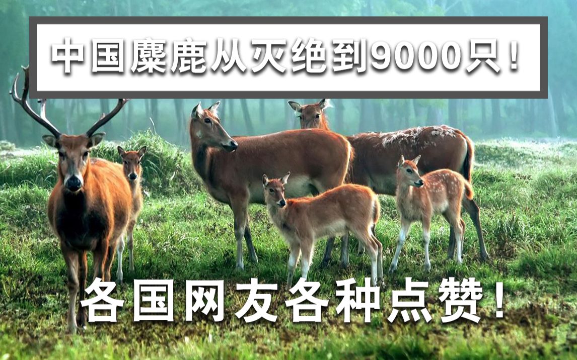 中国麋鹿从灭绝到超9000只,各国网友疯狂点赞中国保护动物行为!