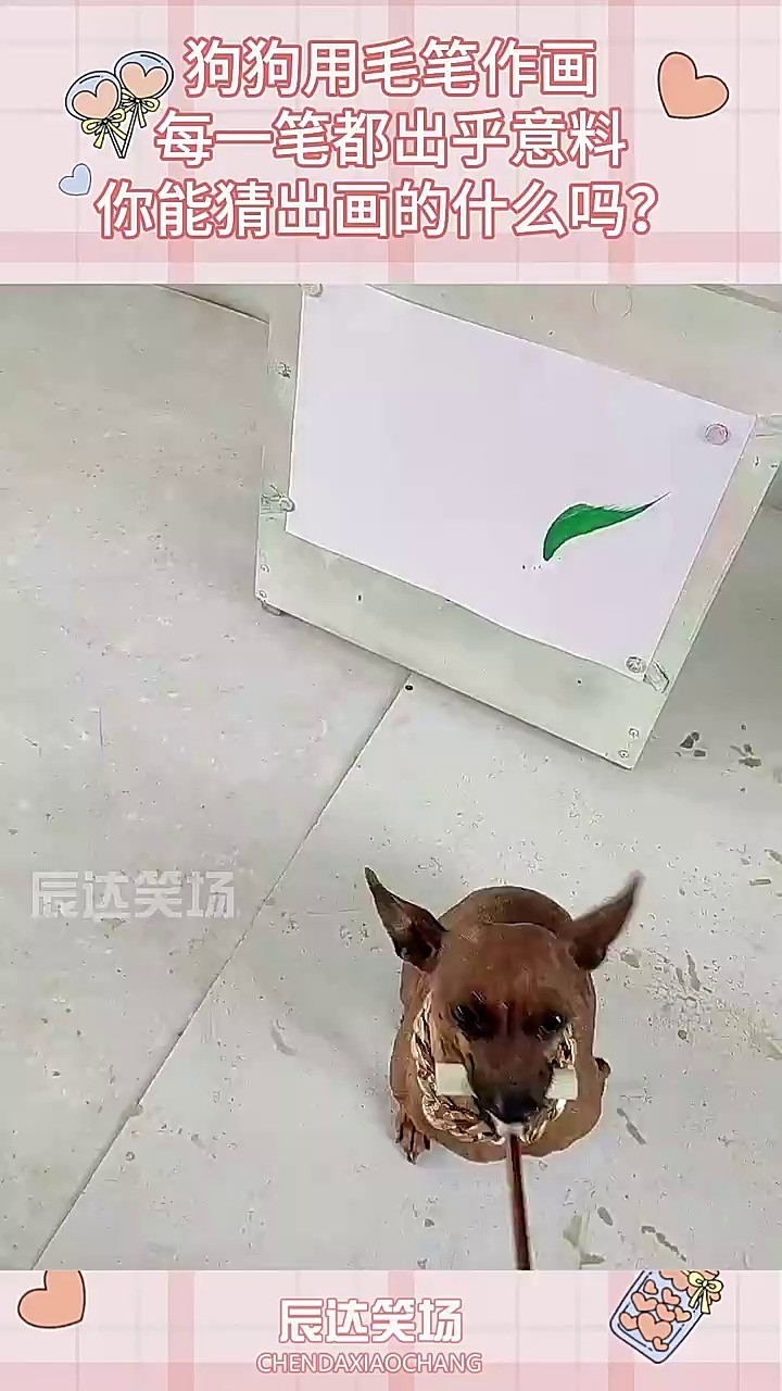 狗狗用毛笔作画,每一笔都出乎意料,你能猜出画的什么吗?