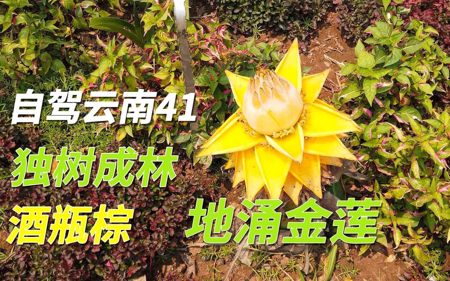 西双版纳热带植物园,地涌金莲、独树成林,奇花异草的世界