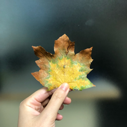 筱筱葭月 