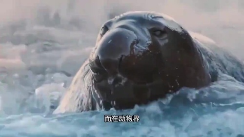 动物世界之配种马