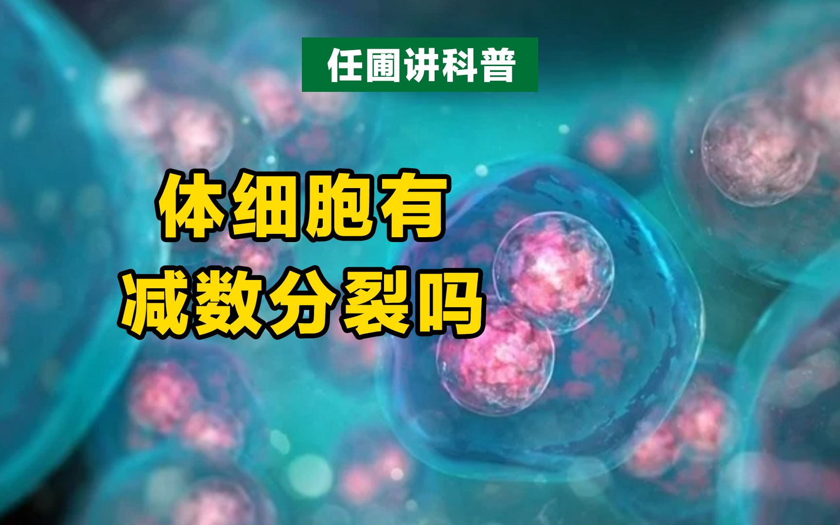 【任圃讲科普】体细胞有减数分裂吗?为什么有些肝细胞有两个核?