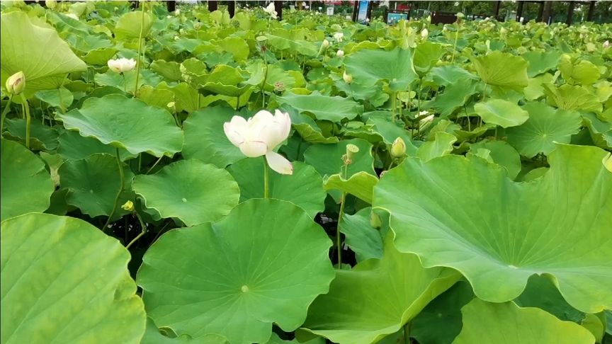心语ߍ�微风习习,荷叶花轻轻摇曳飘香素,仿佛一幅美丽水彩画。