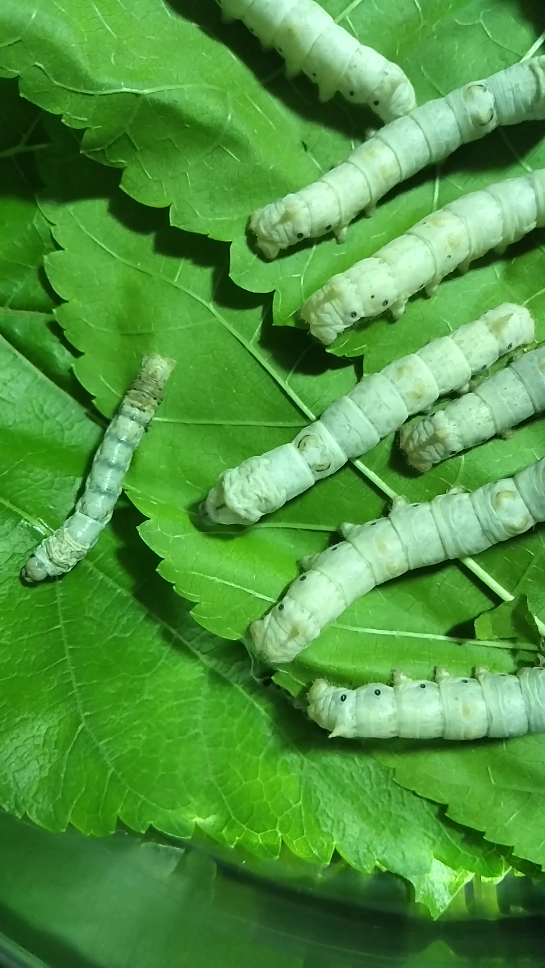 VID_20180421_235206__蚕蜕皮全过程