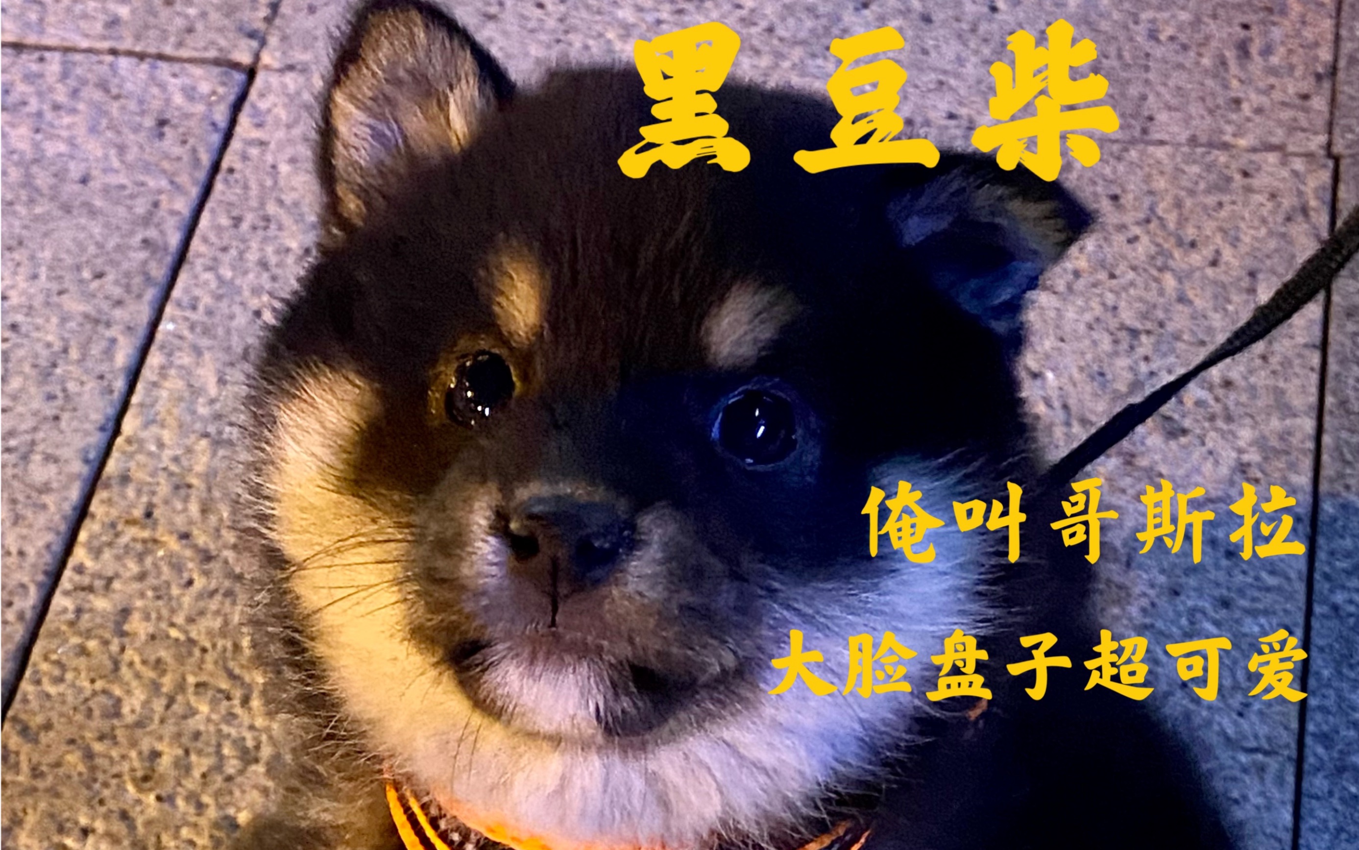 混剪|2个月黑豆柴的成长记:目前还没有发现拆家迹象