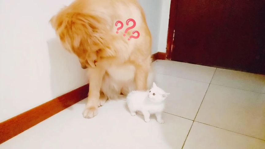 猫和狗打架,为什么总是狗输,僵持3小时,金毛终于忍不住了
