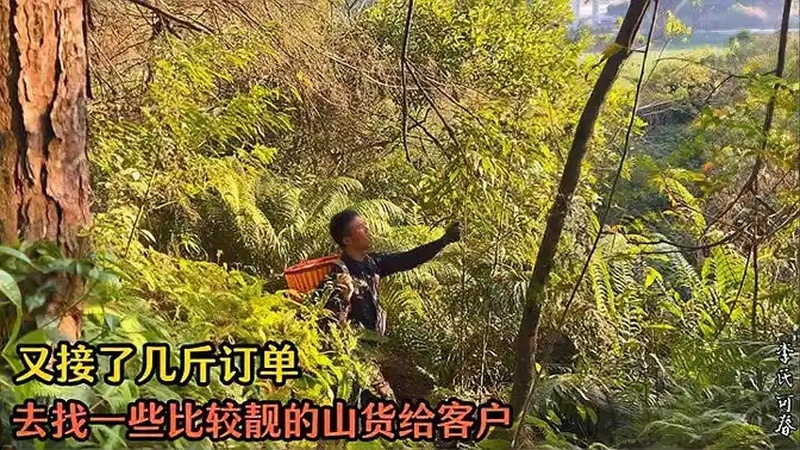 进山挖点五指毛桃给网友,没想到这个山头竟发现了好多的土茯苓