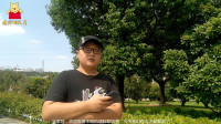 云龙湖风景之行道树,香樟功效这么多,你知道几个?