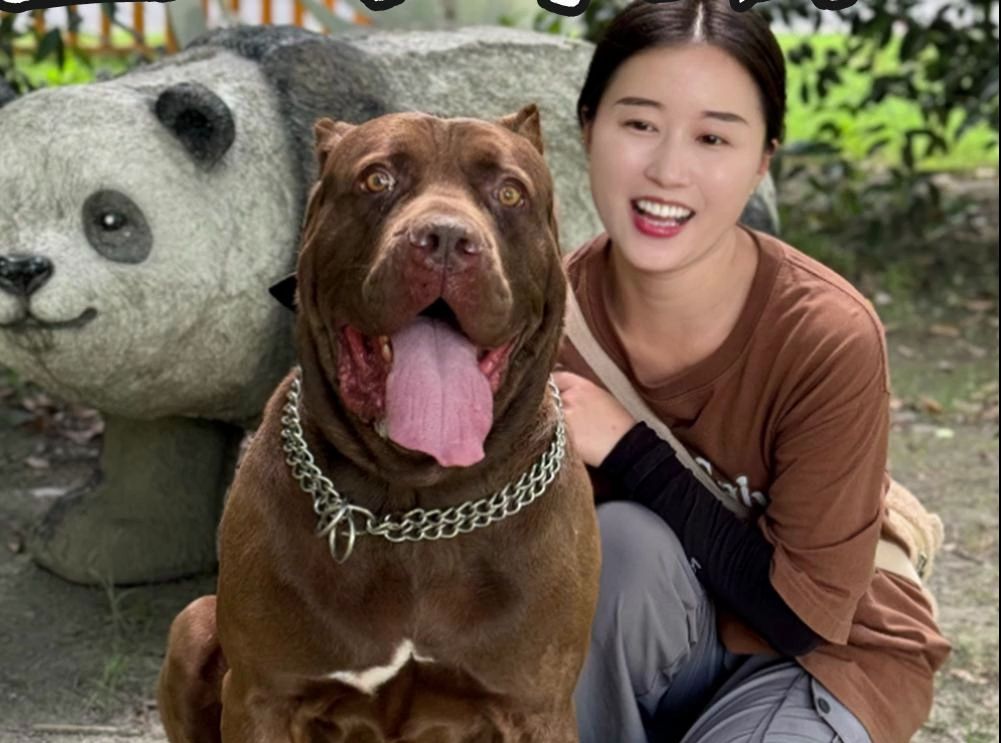 看这造型儿,今天遛的可是正儿八经的烈性犬