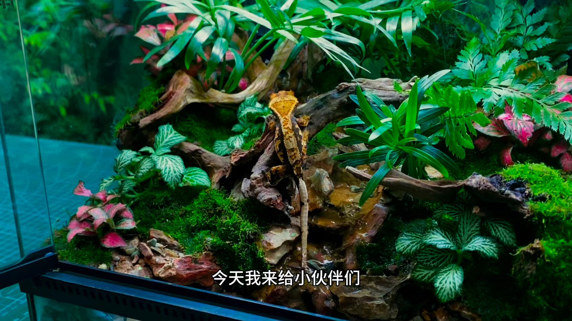《雨林造景指南:打造一个饲养睫角守宫的小型雨林缸》#雨林缸造景 #...