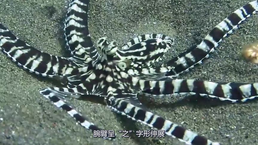 世界上最会伪装的动物,一秒完成变身,连形态也模仿的惟妙惟肖