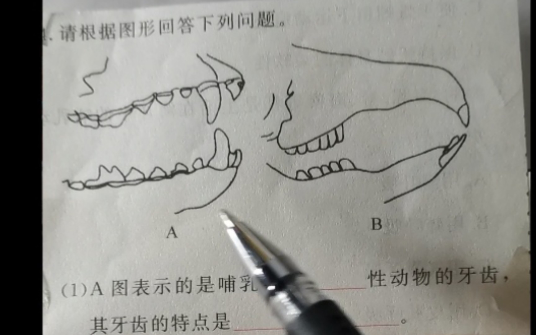哺乳动物的牙齿分化 门齿 犬齿 臼齿(人教版初中生物八年级上册)