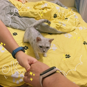 卖报的小行家里有只猫 