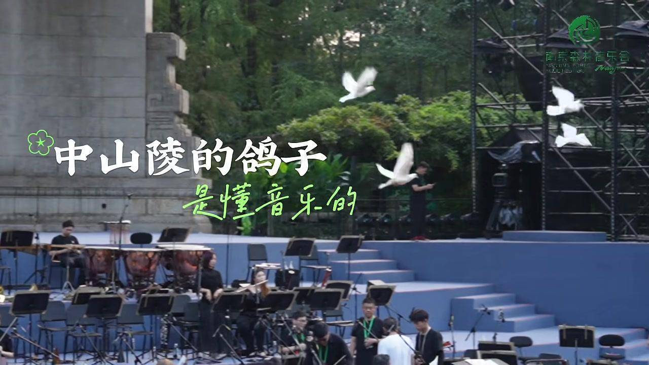 中山陵音乐台的鸽子是懂音乐的#2025南京森林音乐会开场前的鸽群是...