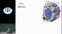 3 疏松结缔组织-细胞