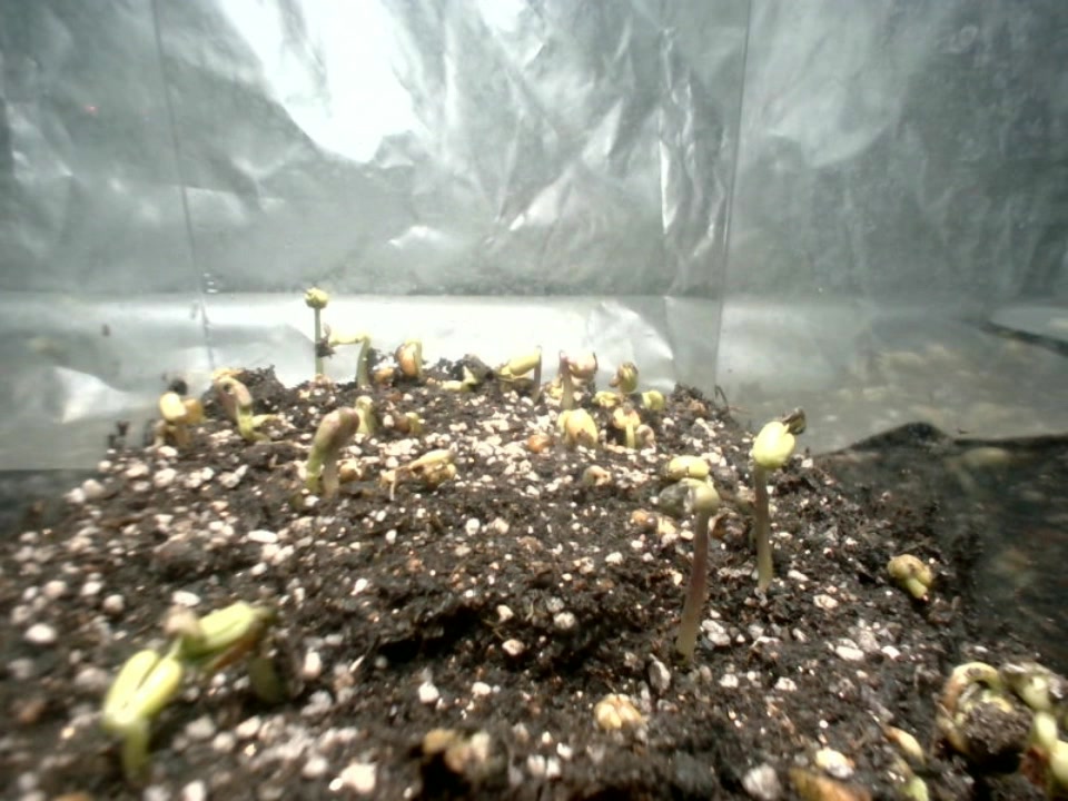 慢速拍摄录像——豆芽的生长