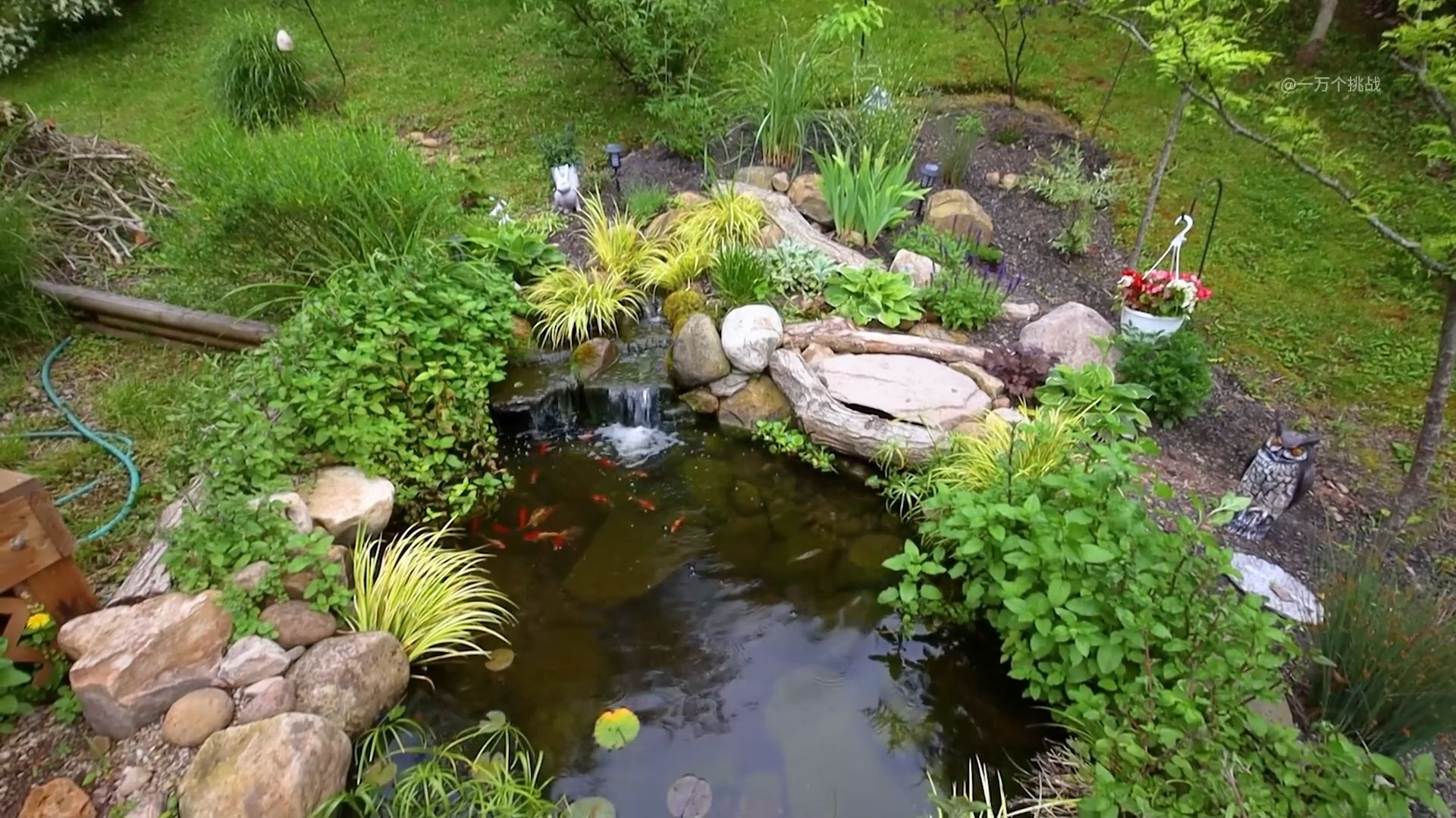 上帝模拟器:用1年时间打造一个池塘生态系统